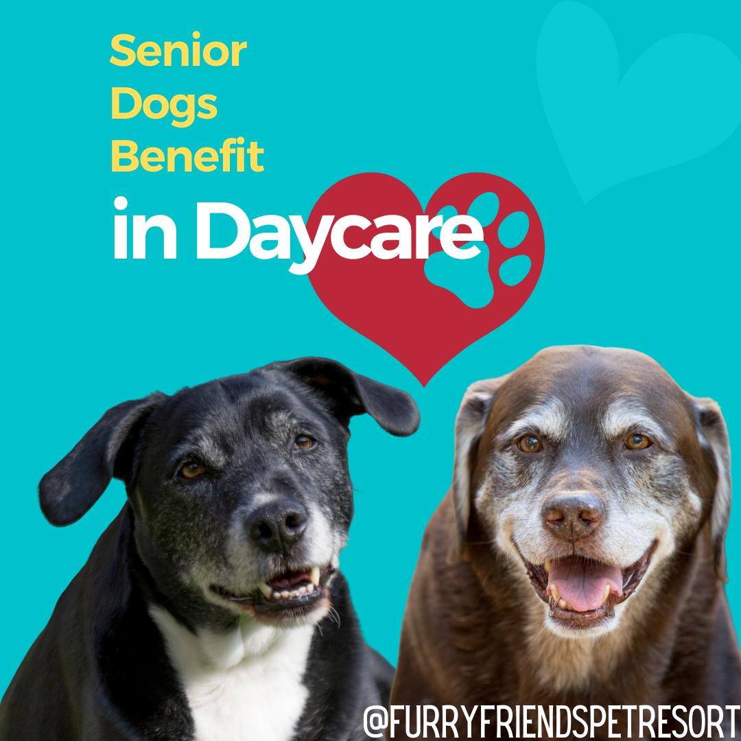 Furry Friends Pet Resort